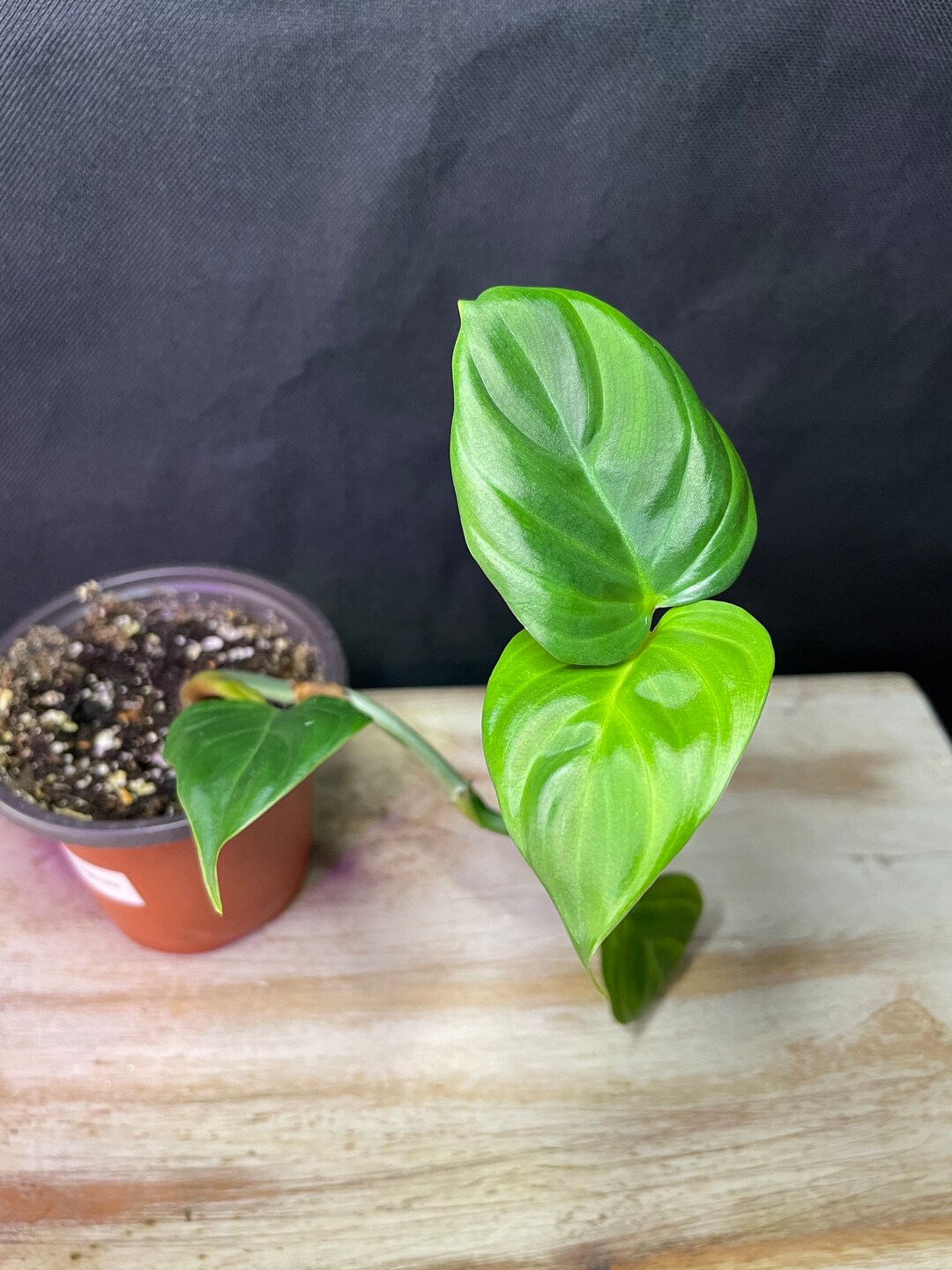 Philodendron Fuzzy Petiole Starter Plant - Etsy