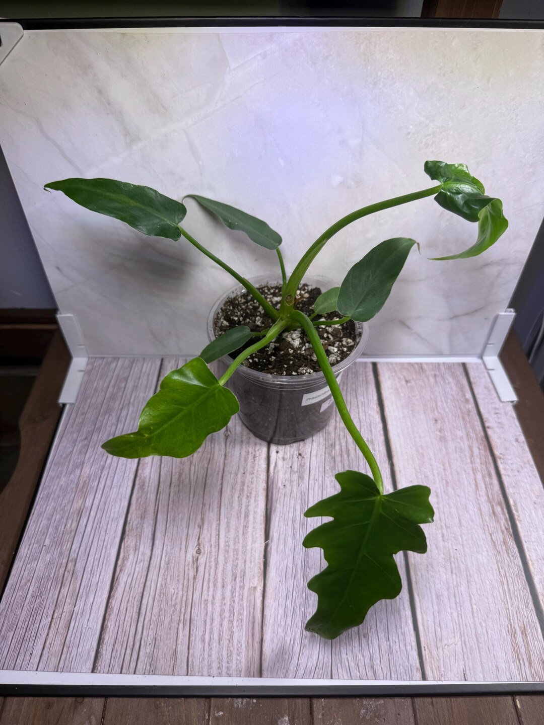 Philodendron Radiatum- *exact Plant* - Etsy