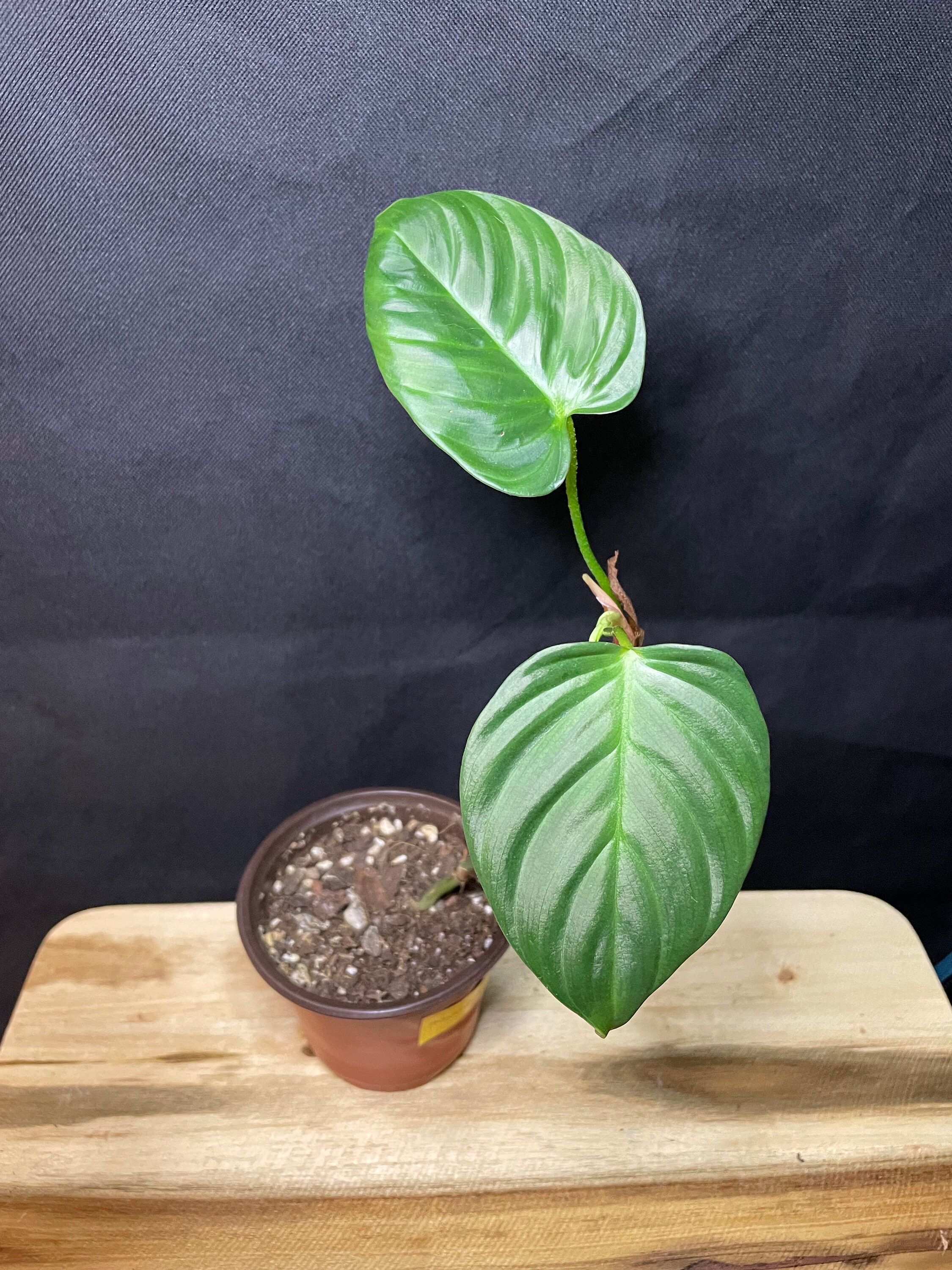 Philodendron Fuzzy Petiole Starter Plantgrowers Choice - Etsy
