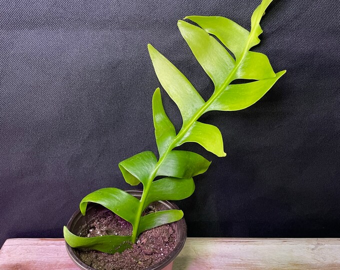 Selenicereus Chrysocardium Sharktooth Cactus 4'' Starter Plant - Etsy