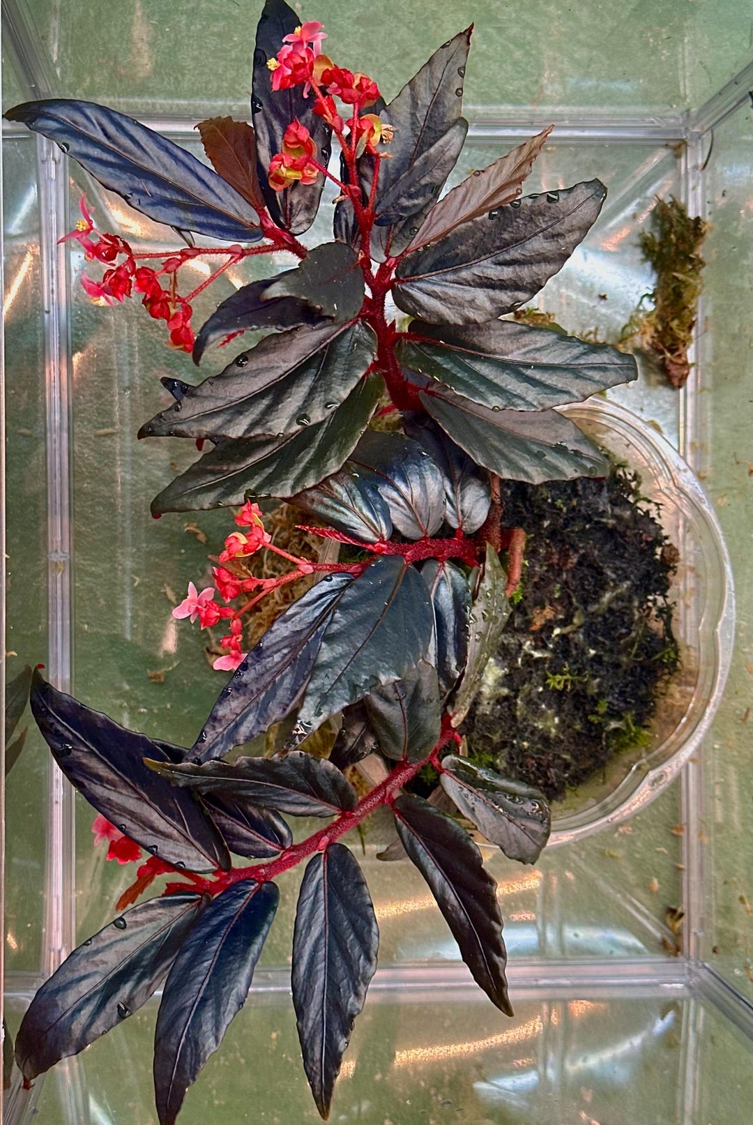 SEEDS Begonia Sp. "ferny" - Etsy