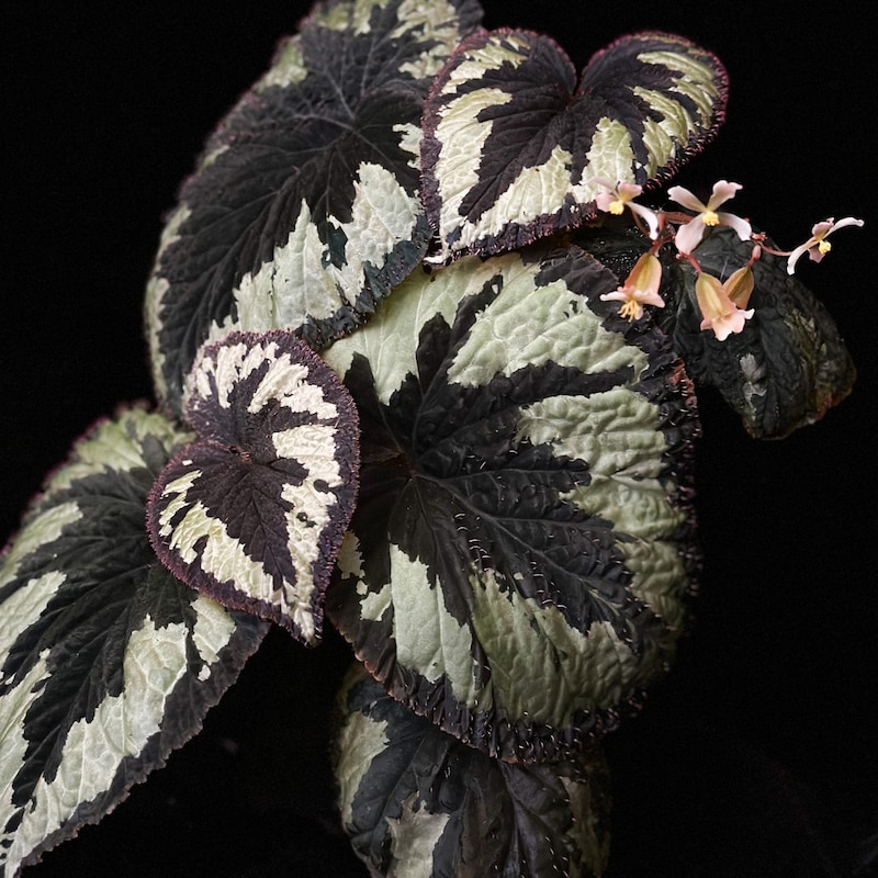 Moonlight Butterfly Begonia - Etsy