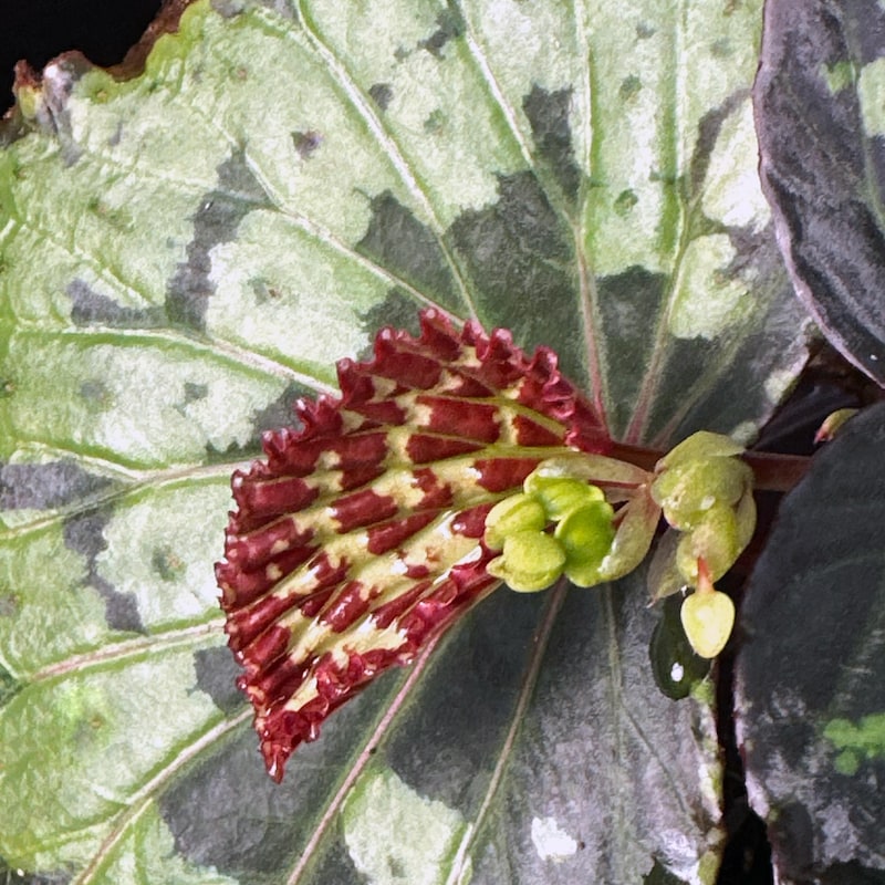 Butterfly Begonia Plants - Etsy