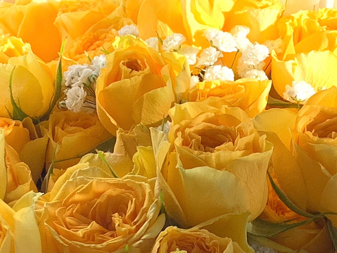 Yellow Roses Diamond Painting - Etsy