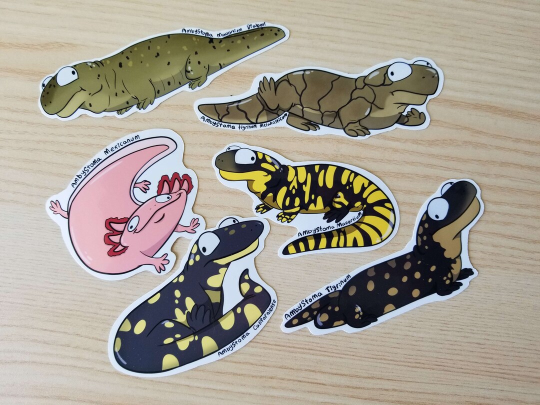 Ambystoma Salamander Stickers || Tiger Salamanders || Bundle of 6 ...