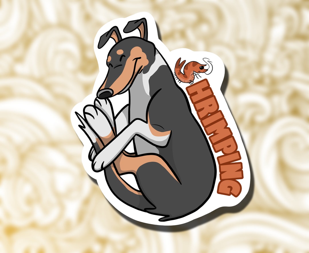 Smooth Collie Sticker || Shrimping || Charming Tri Color || Sweet Sable ...