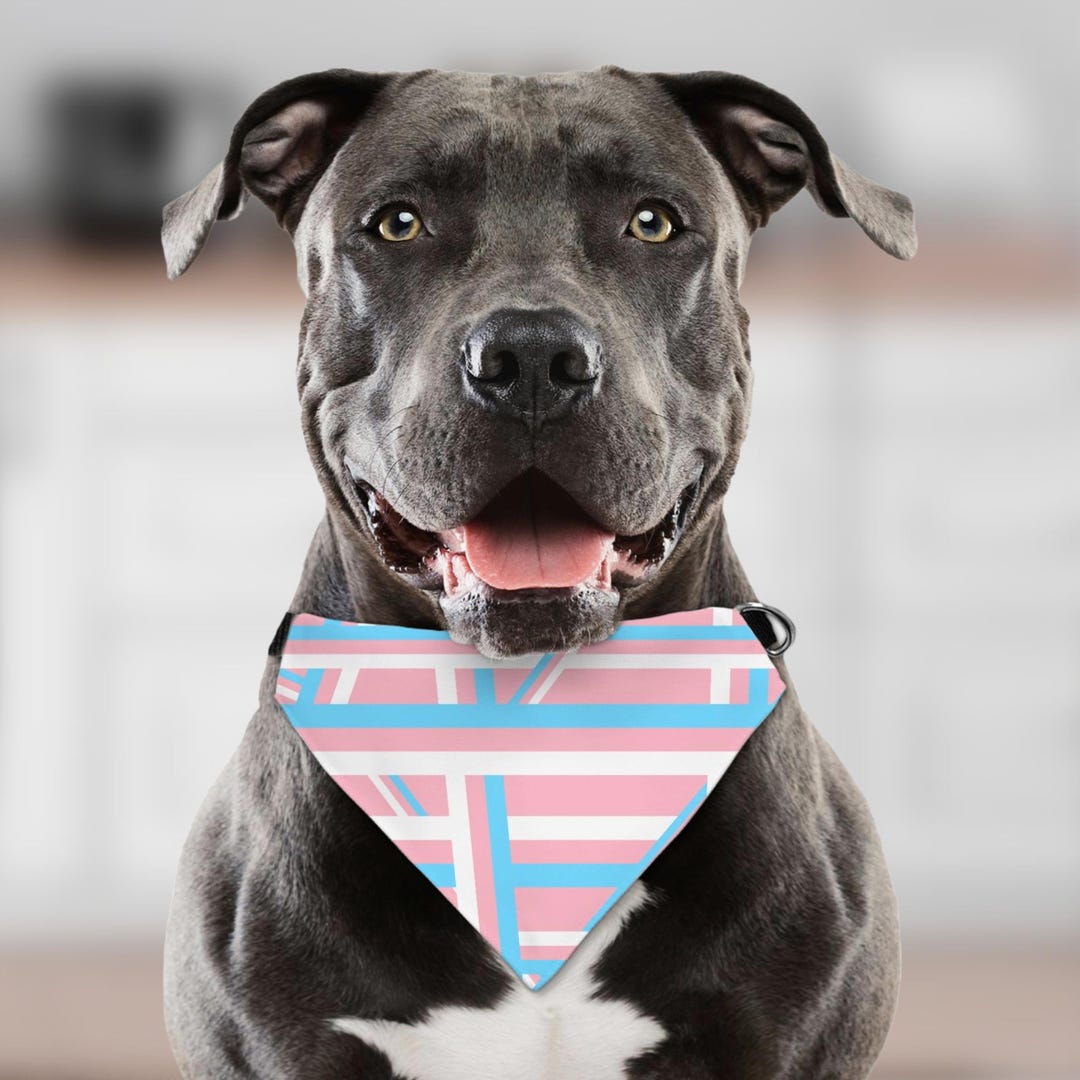 Cute Trans Pride Flag Dog Bandanna for Gay Dog Dad, LGBTQ Ally, or Dog ...