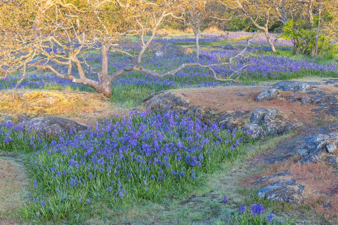 Purple Camas Flowers in Victoria BC - Spring Flower Art, Coastal Decor ...