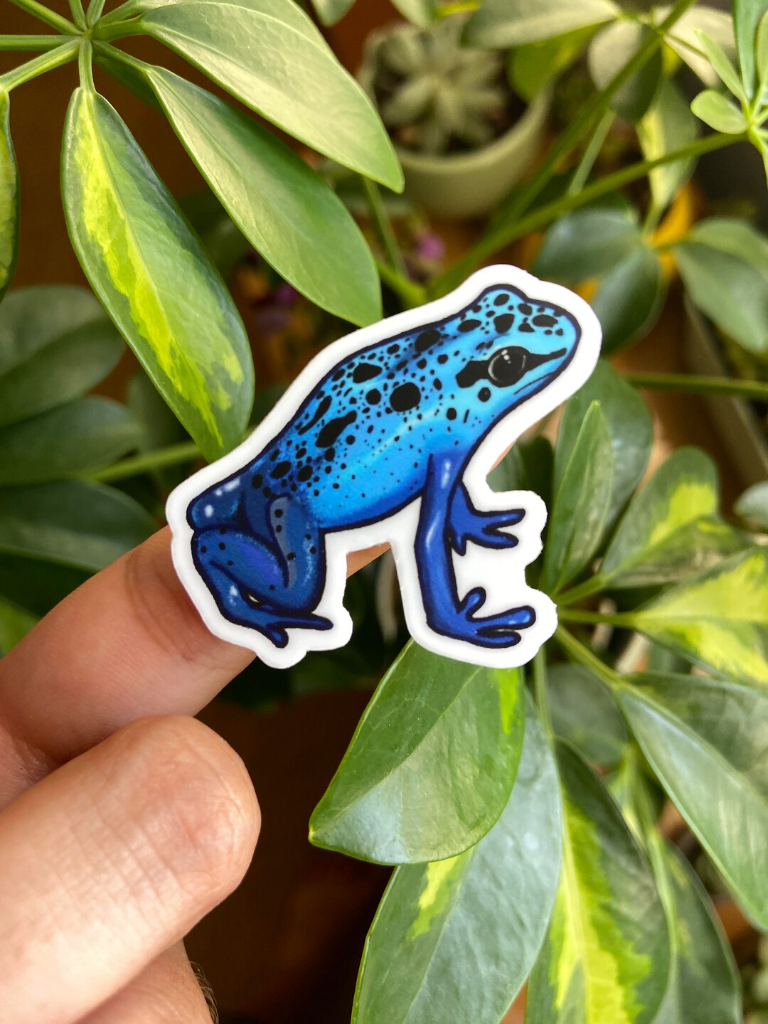 Blue Poison Dart Frog Sticker | Realistic Vinyl Frog Decal | Waterproof ...
