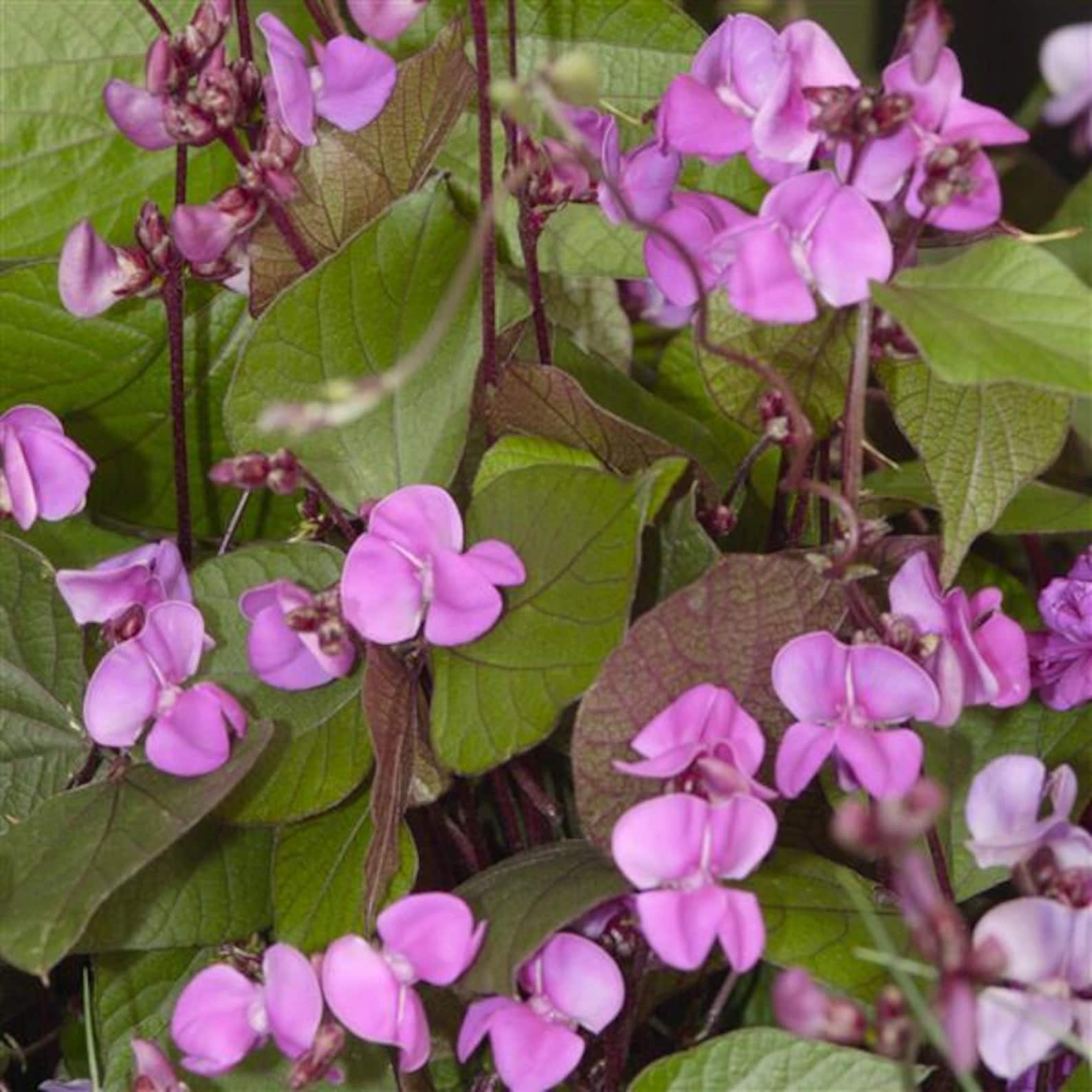 Hyacinth Bean / Ruby Moon Hyacinth Vine Seeds - Etsy