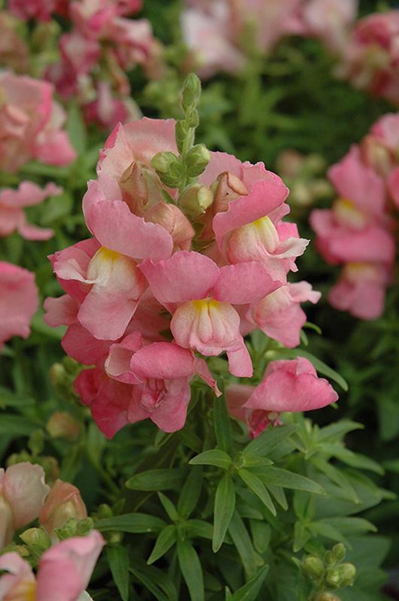 Snapdragon Seeds / Snapshot Pink / Dwarf Garden Snapdragon - Etsy