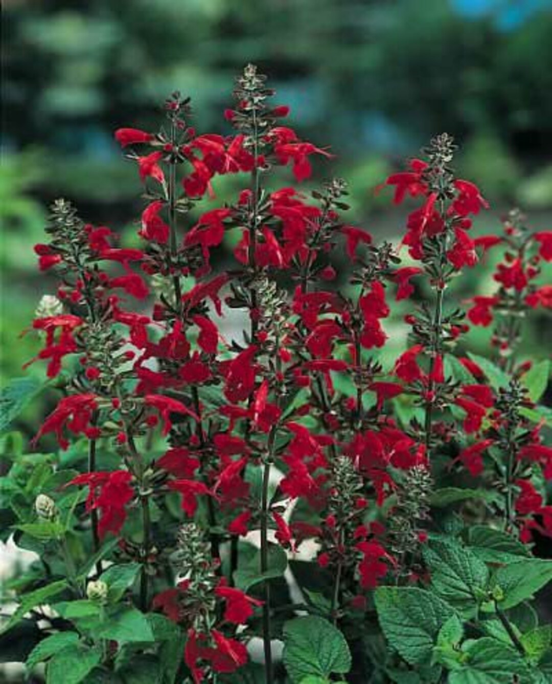Hummingbird Forest Fire Salvia - Etsy