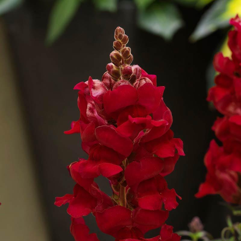 Snapdragon Seeds / Sonnet Crimson - Etsy