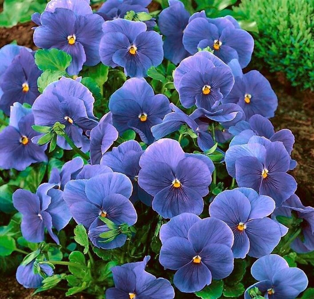 Pansy Seeds / Inspire Plus True Blue - Etsy