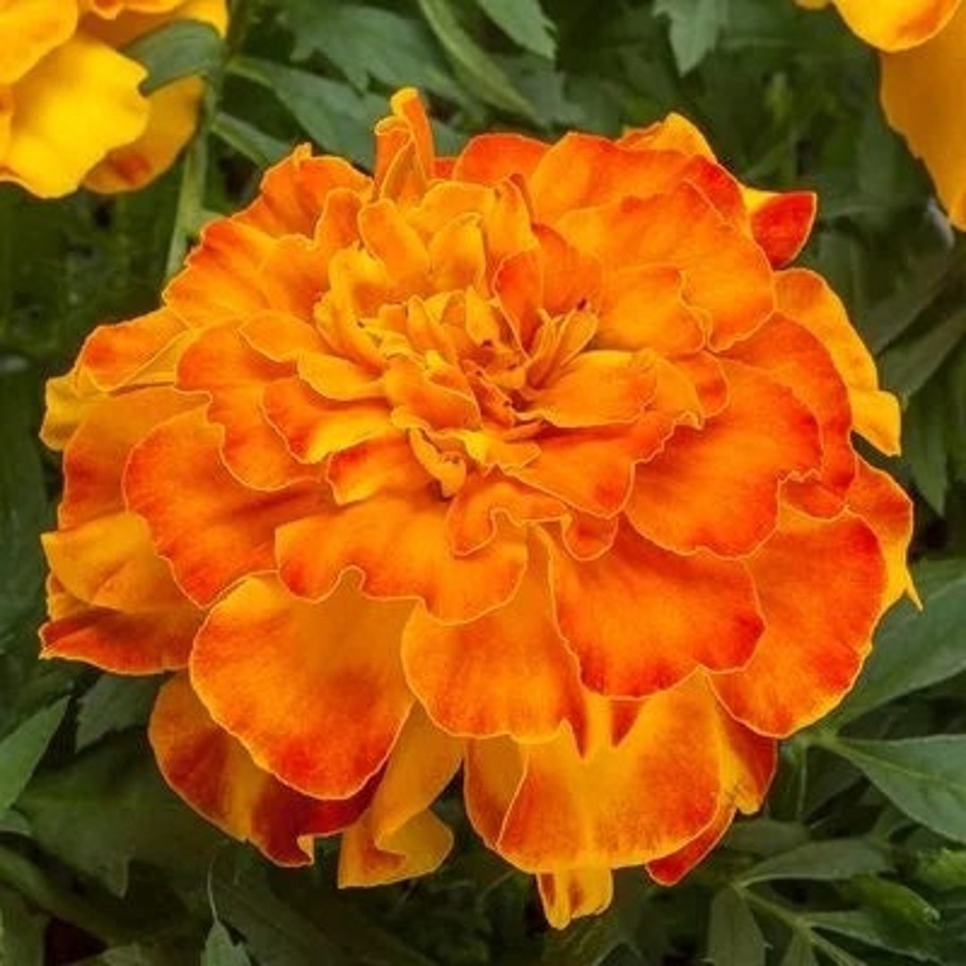 Marigold - Endurance Sunset Gold Marigold Seeds - Etsy