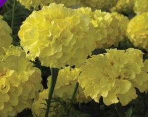 Marigold Savannah Yellow Moon Seeds - Etsy