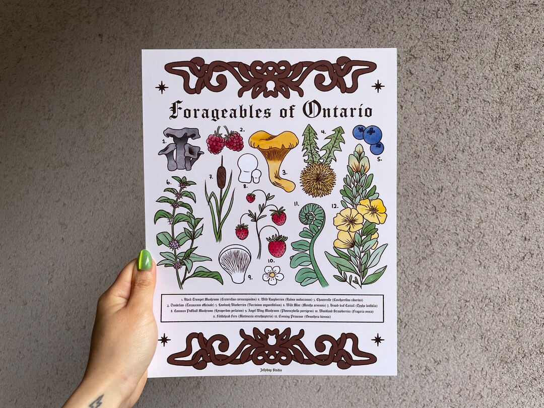Forageables of Ontario Art Print 8.5x11 / Illustrated Poster Original ...