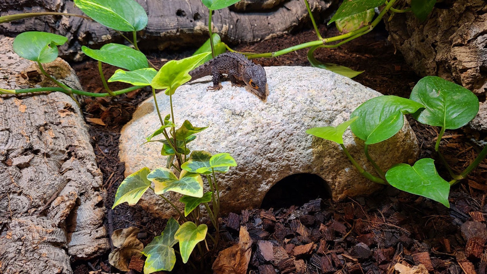 Royal Rock Cave Bearded Dragon Xlarge Reptile Hide - Etsy