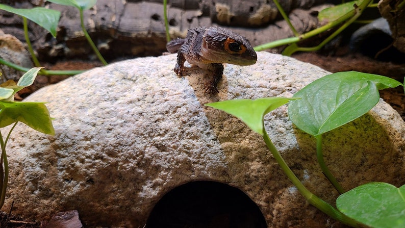 Royal Rock Cave Bearded Dragon Xlarge Reptile Hide - Etsy