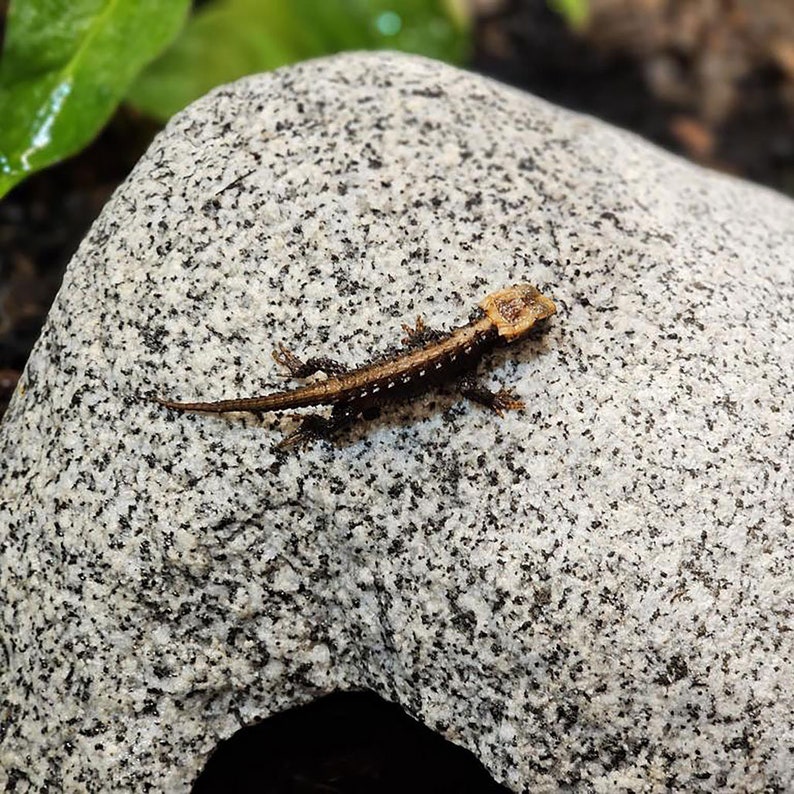 Royal Rock Cave | Dart Frog/tarantula - Small Reptile Hide - Etsy