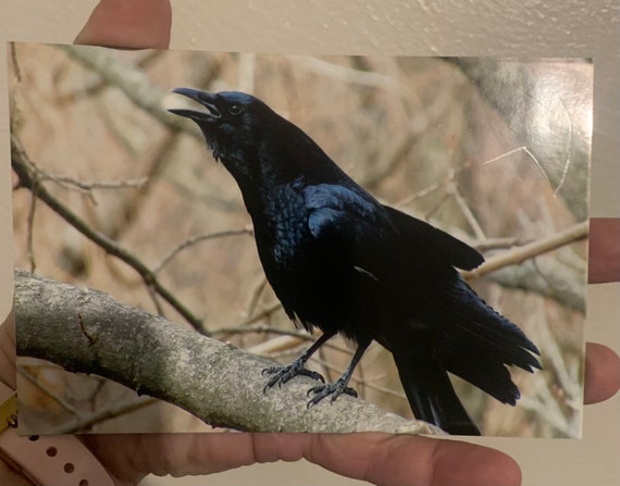 Kitchen & Dining Home & Living Raven Crow bird magnet etna.com.pe