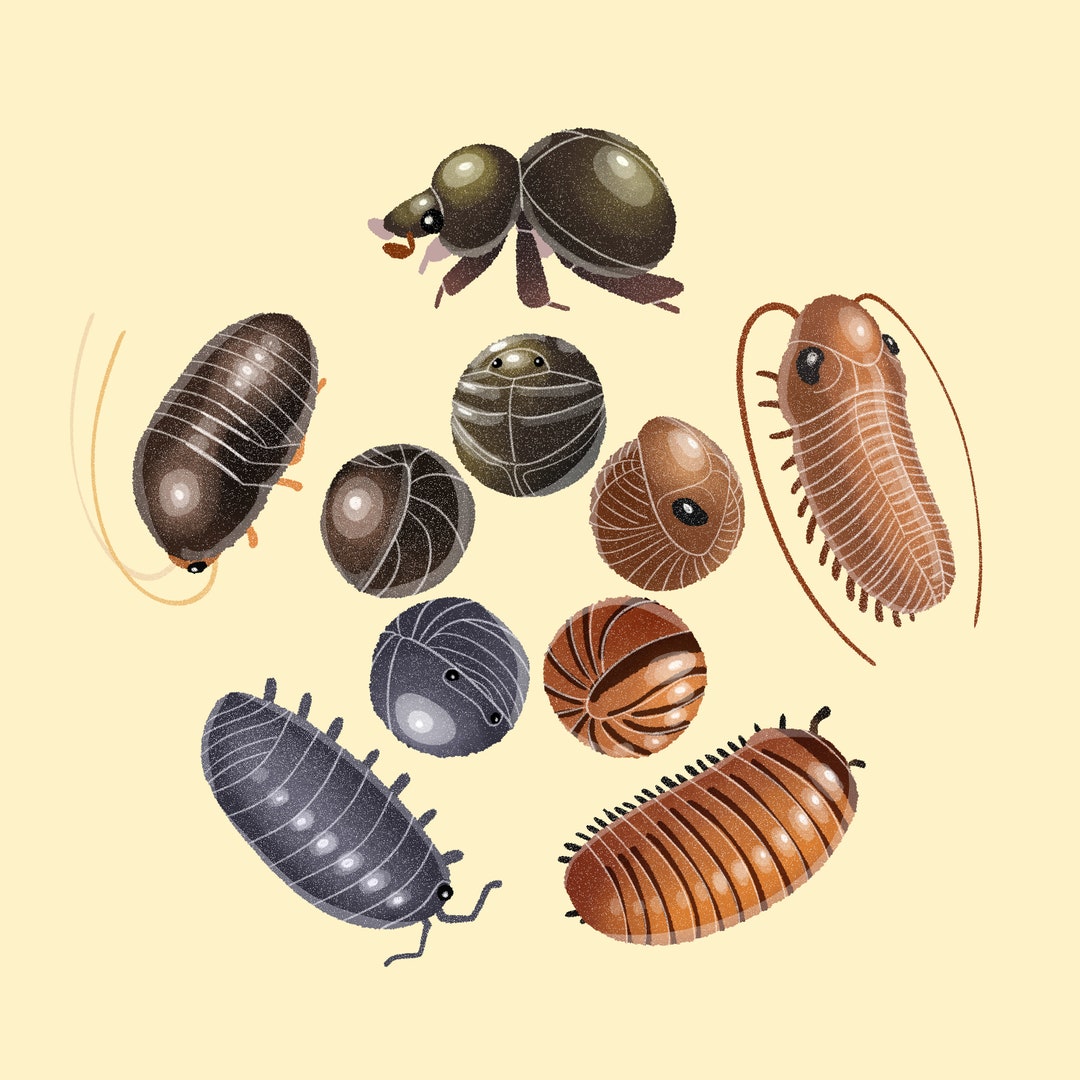 Impresiones de artrópodos Roly Poly - Etsy España