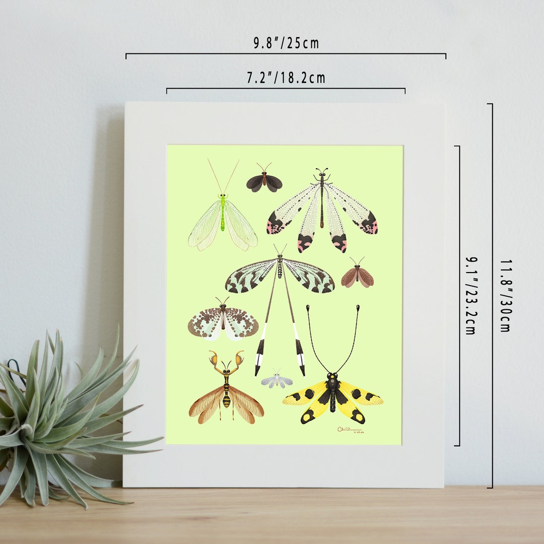Neuroptera Print - Etsy