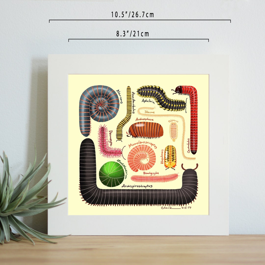 Millipedes Print - Etsy