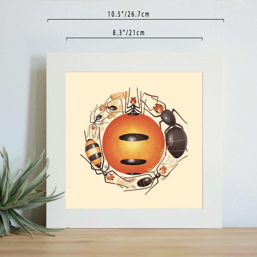 Honeypot Ant Print - Etsy