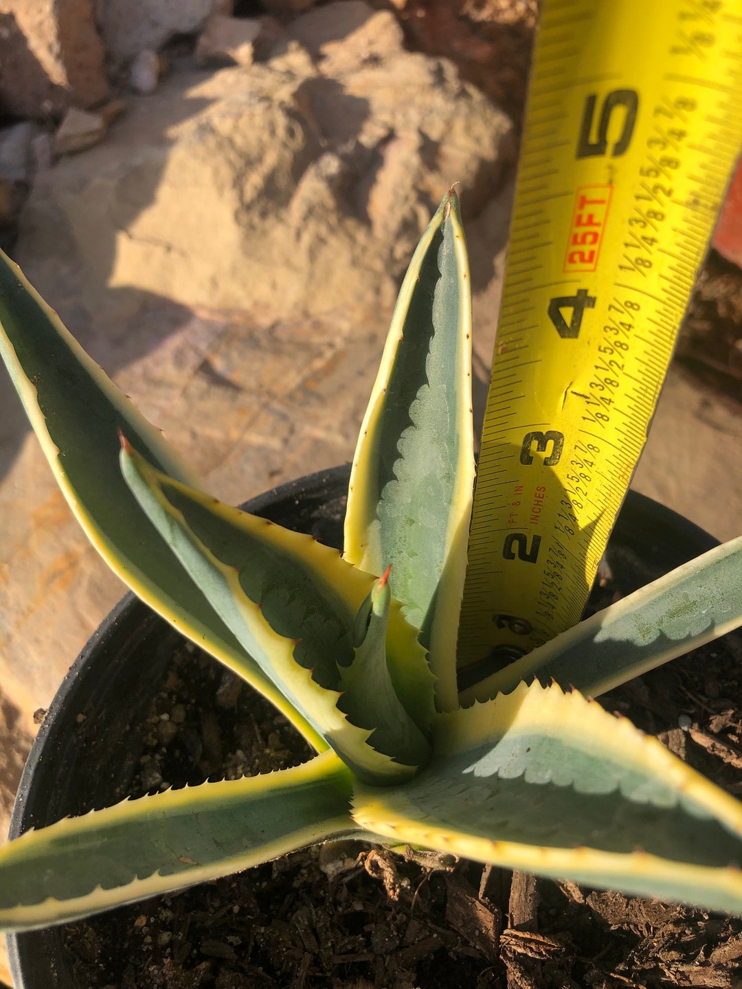 Agave Variegated ‘yellow Ribbon’ 5 Inch Tall Live Plant - Etsy