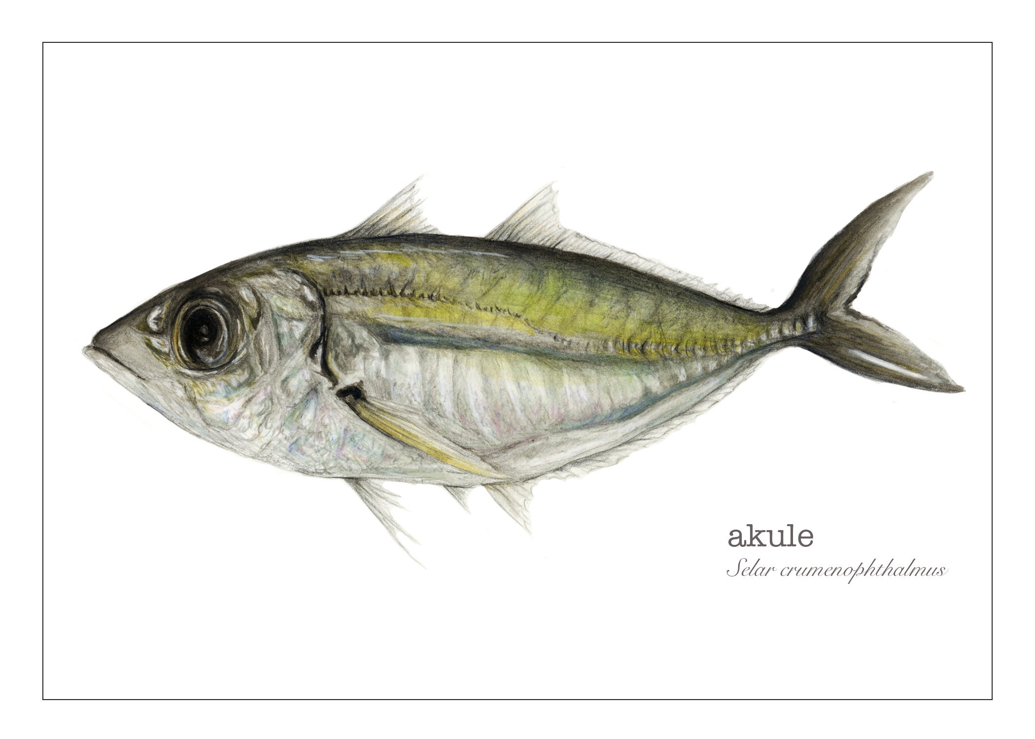 Akule Print-botanical and Aquatic Prints of Kaua'i by Paigegug - Etsy