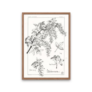 Laburnum Flower, Vintage Botanical Art Print, Golden Chain Tree Flower ...