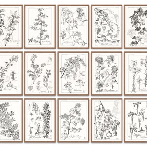 Gallery Wall Art, Set of 15 Black & White Botanical Prints, Vintage ...