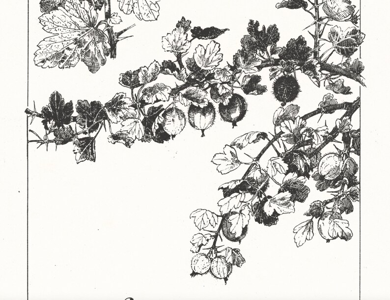 Gooseberry Line Drawing Print, Botany Poster, Black & White Botanical ...