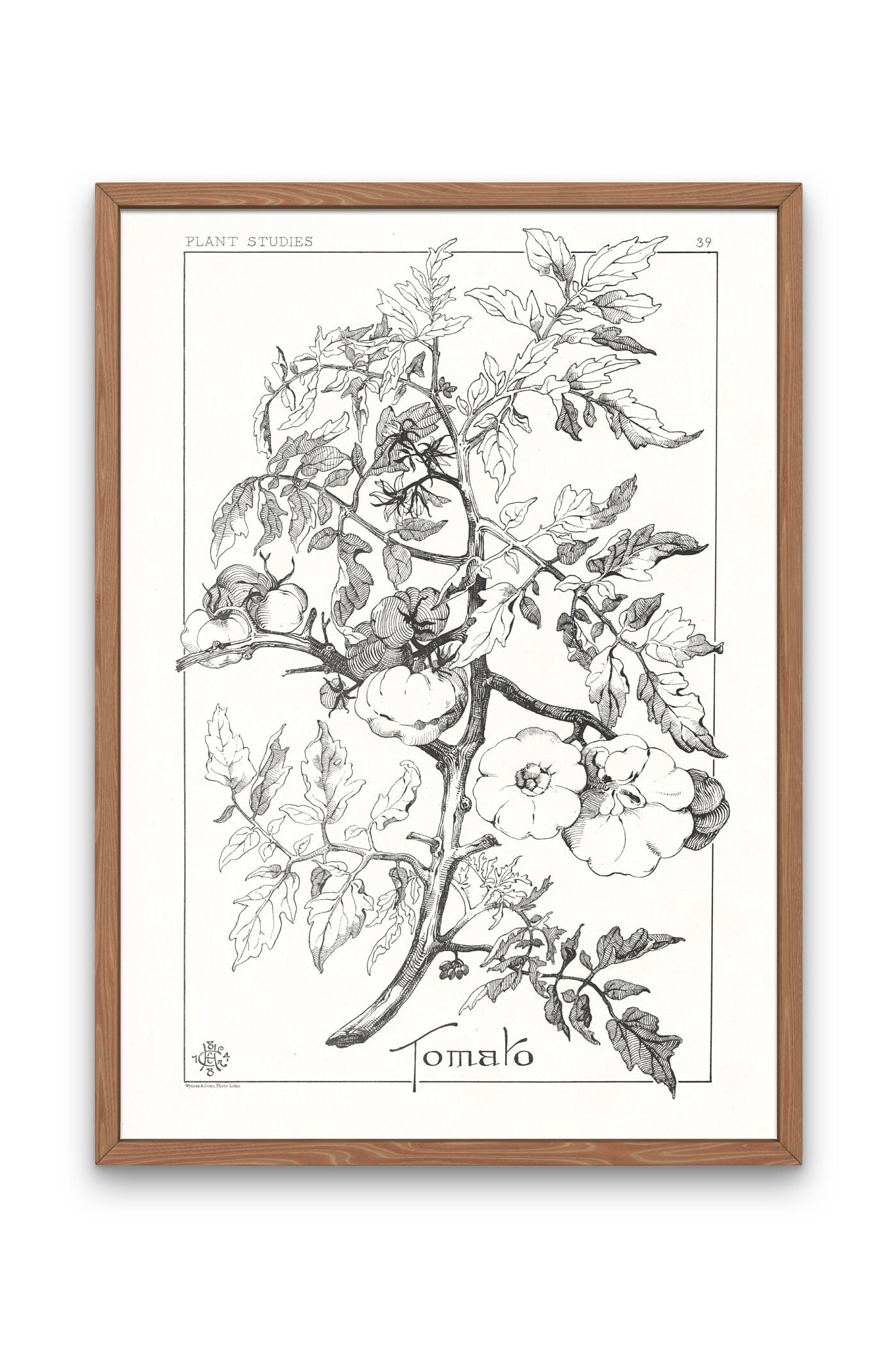 Tomato Plant Line Drawing