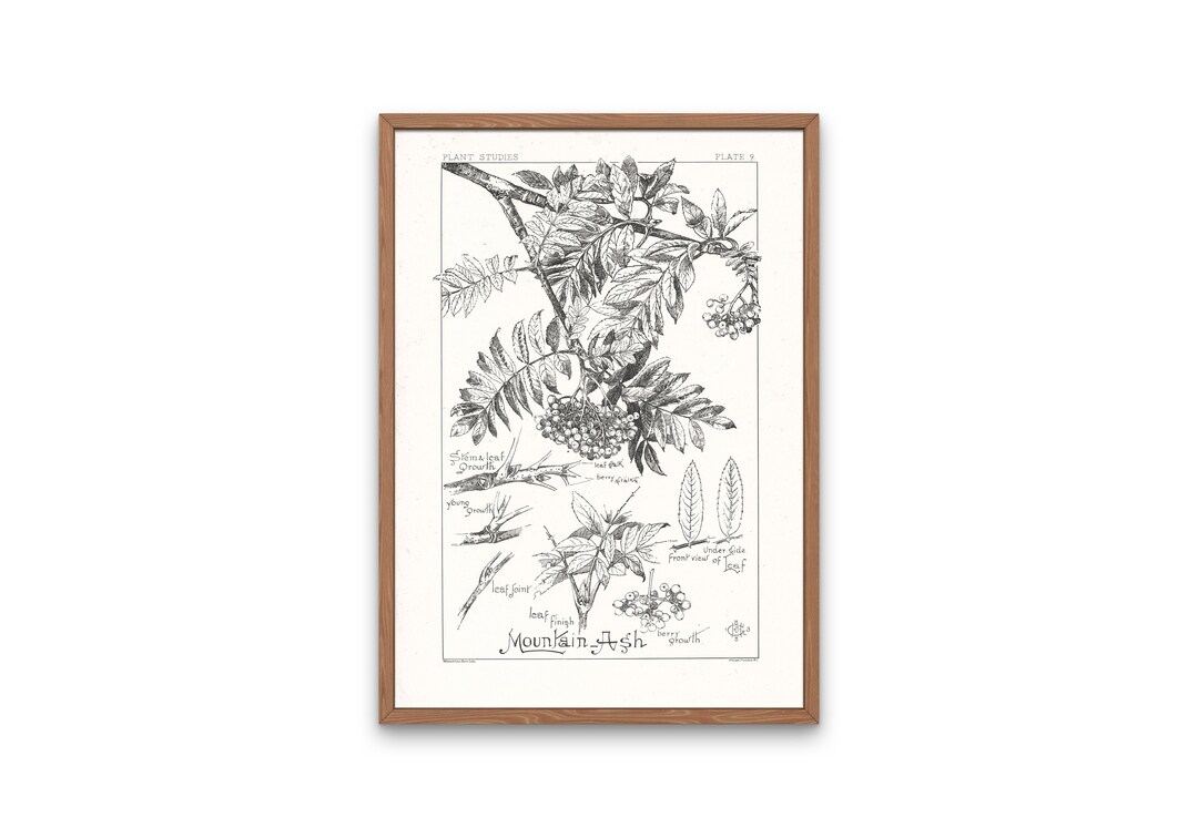 Mountain Ash Line Drawing Print, Botany Poster, Black & White Botanical ...
