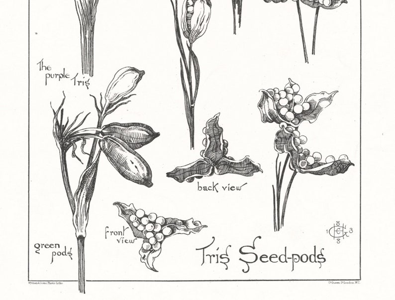 Iris Seed Pods Wildflower Line Drawing, Botany Poster, Black & White ...