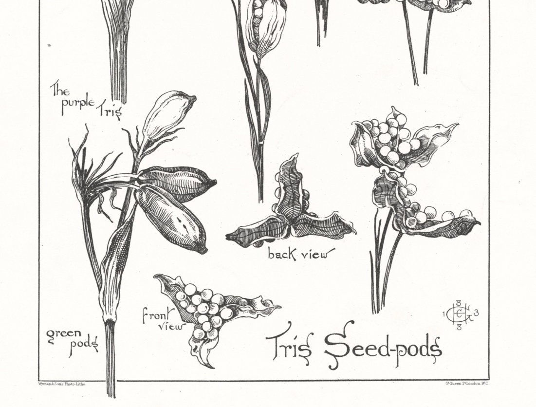 Iris Seed Pods Wildflower Line Drawing Botany Poster Black & - Etsy