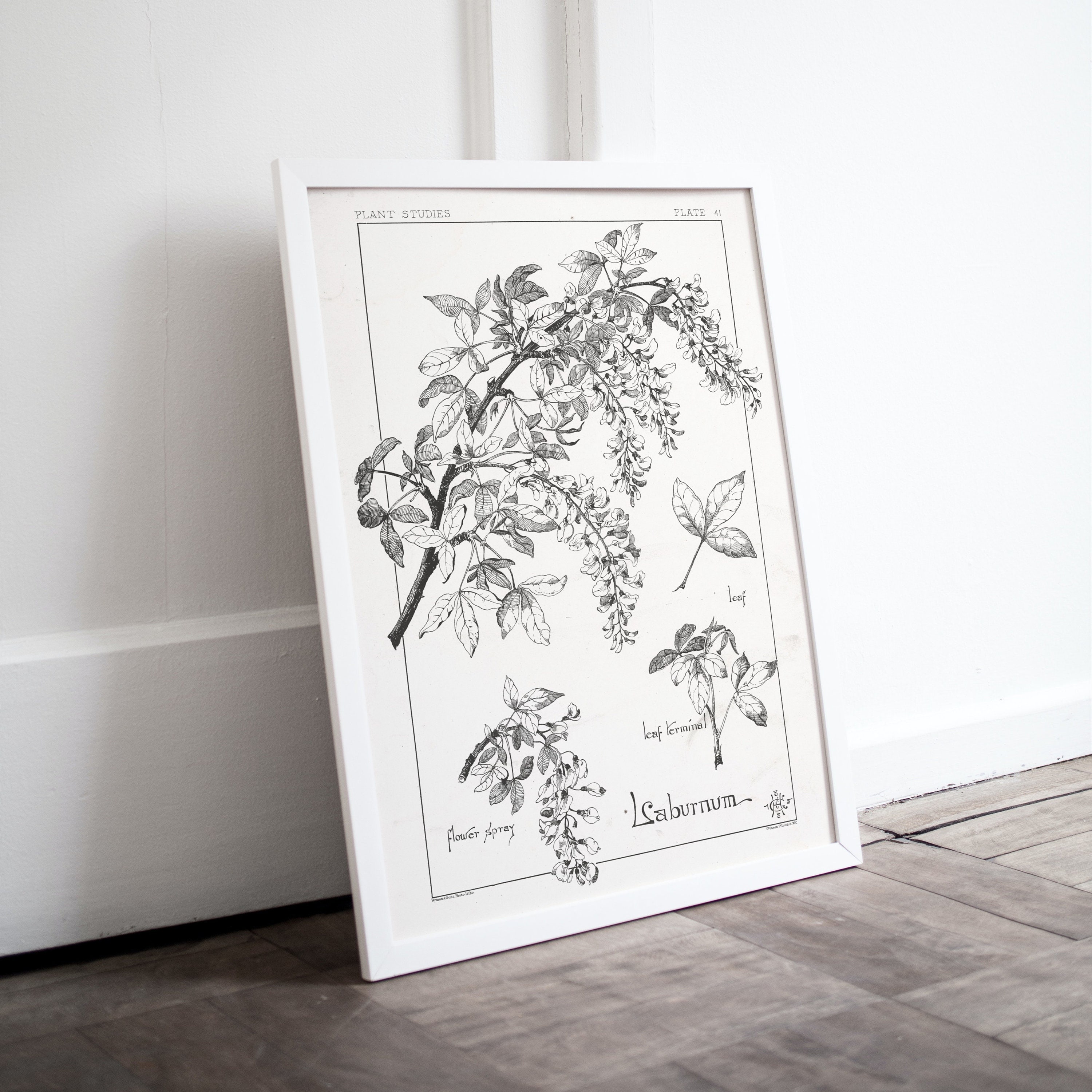 Laburnum Flower, Vintage Botanical Art Print, Golden Chain Tree Flower ...