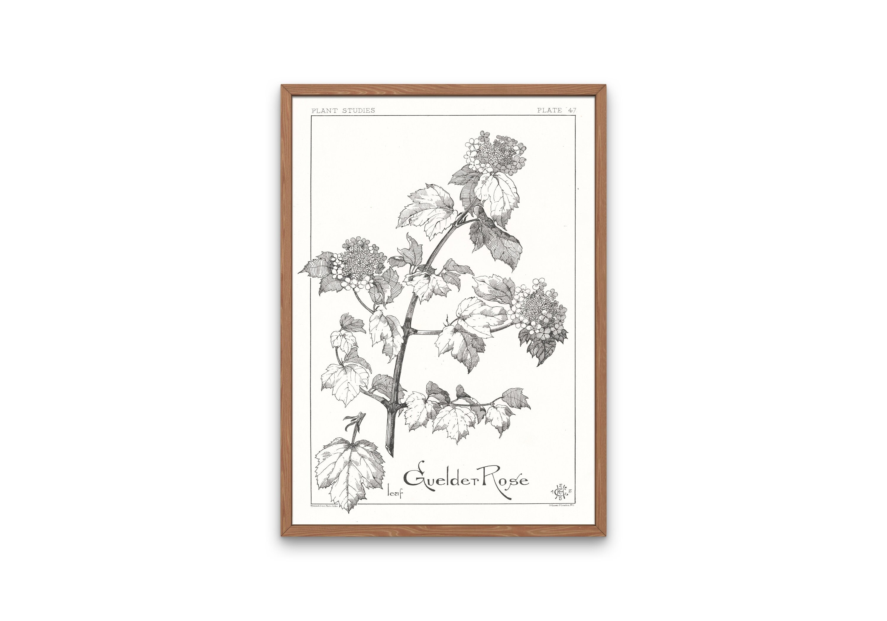 Guelder Rose Drawing