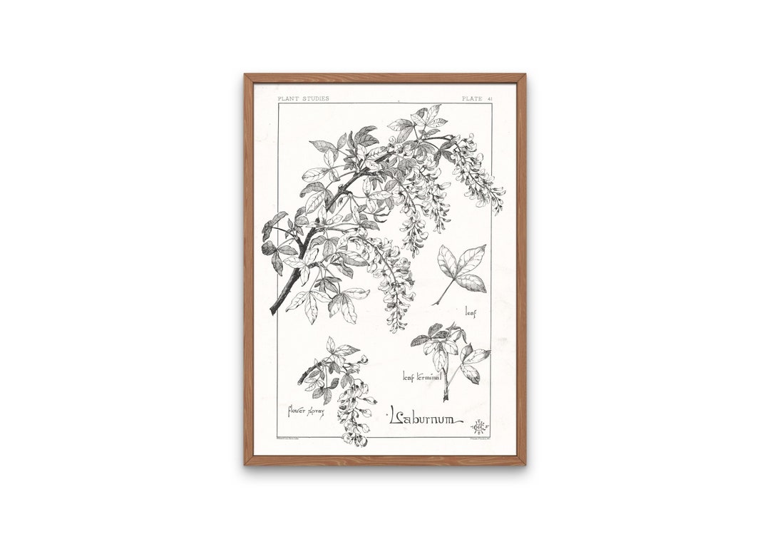Laburnum Flower, Vintage Botanical Art Print, Golden Chain Tree Flower ...