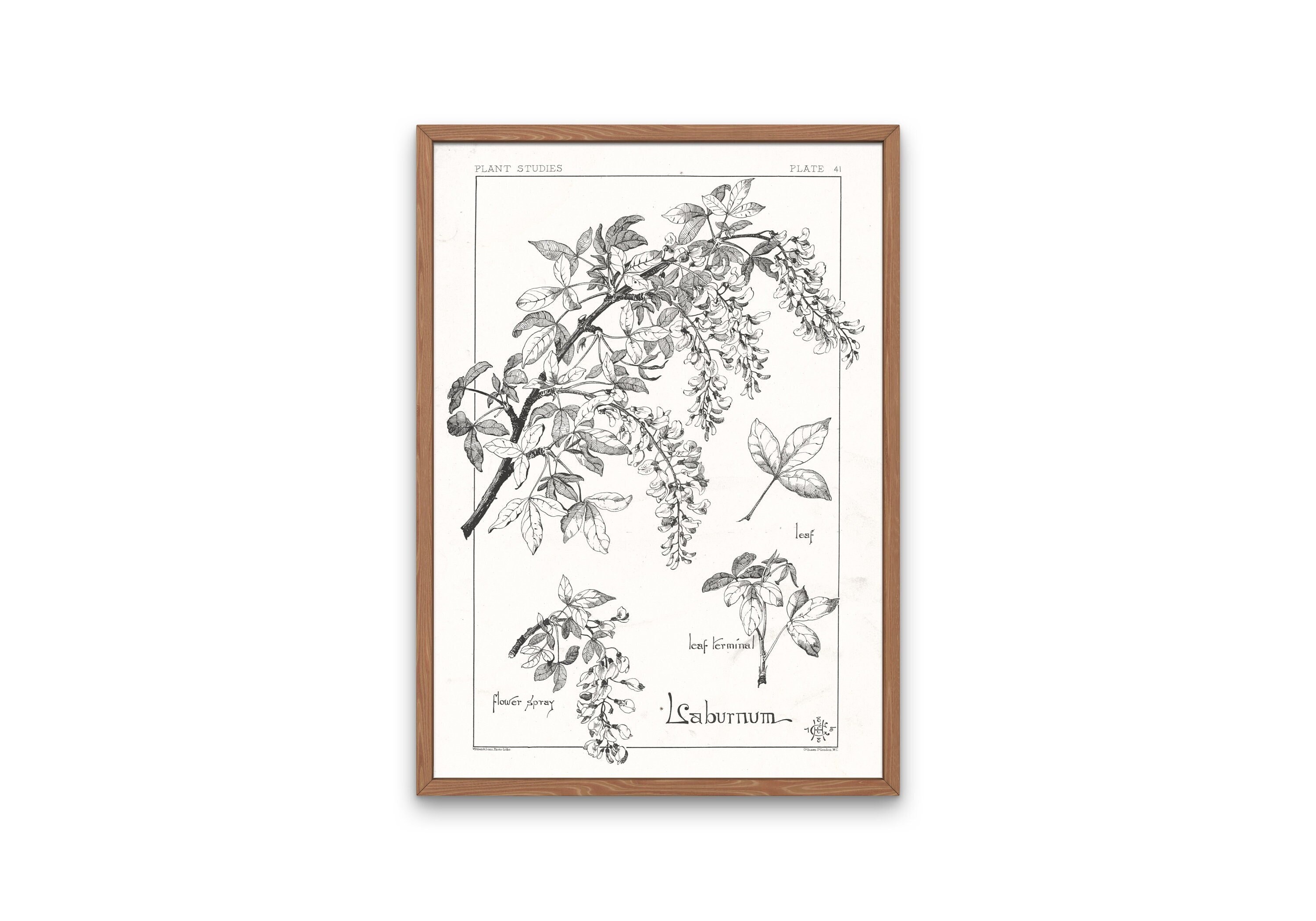 Laburnum Flower, Vintage Botanical Art Print, Golden Chain Tree Flower ...