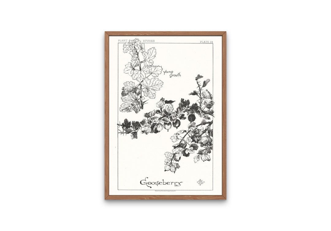 Gooseberry Line Drawing Print, Botany Poster, Black & White Botanical ...