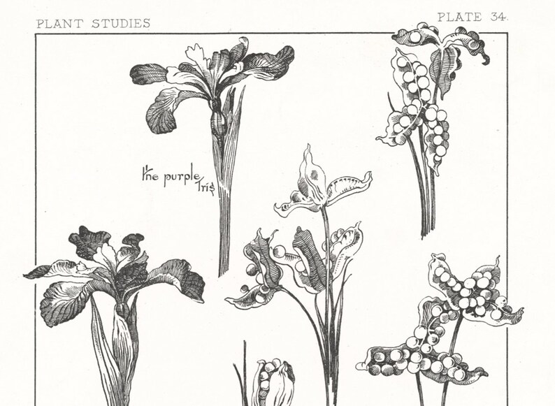 Iris Seed Pods Wildflower Line Drawing, Botany Poster, Black & White ...