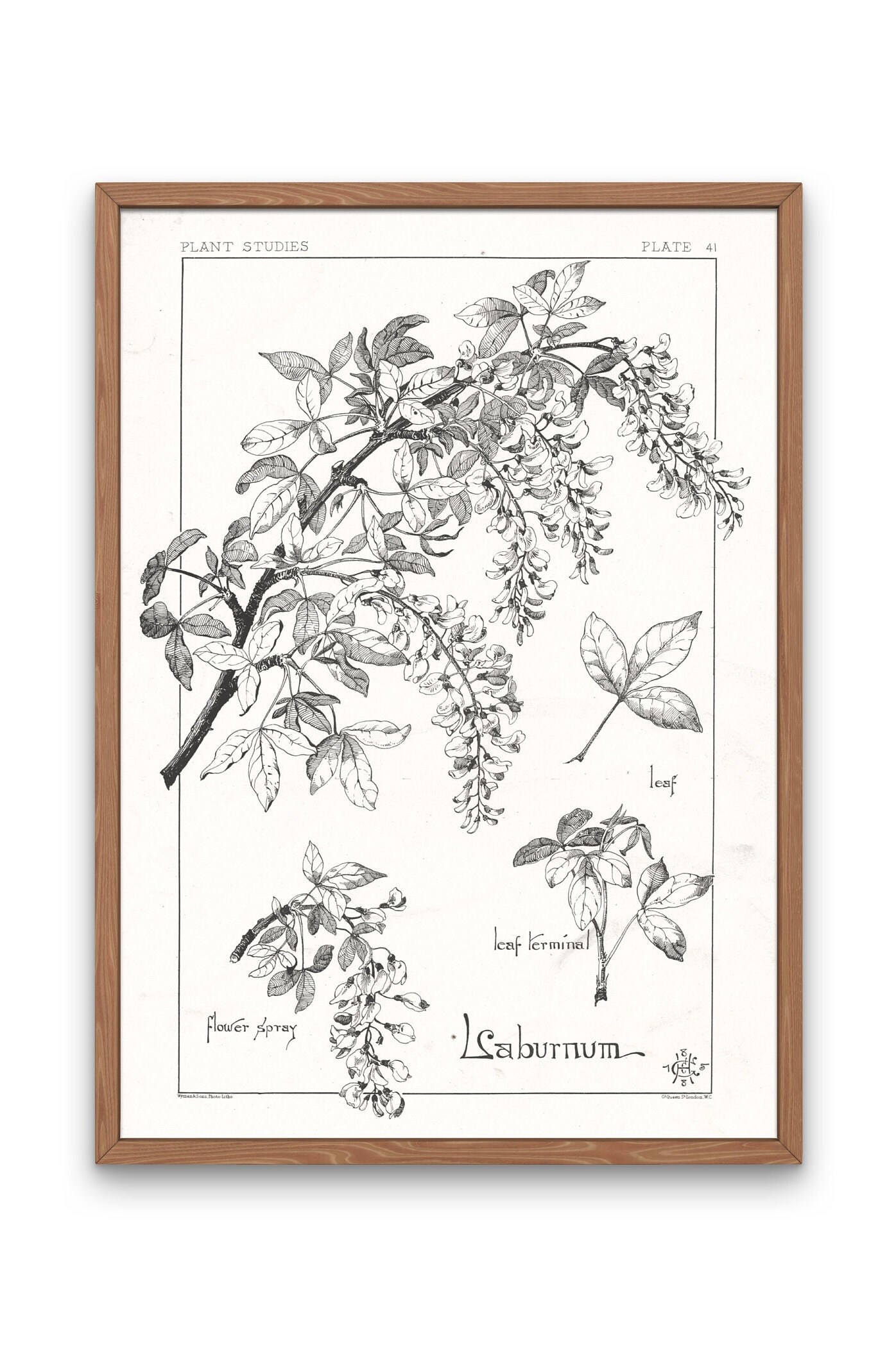 Laburnum Flower, Vintage Botanical Art Print, Golden Chain Tree Flower ...