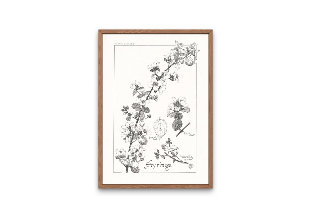 Lilac Flower Line Drawing, Syringa Flower, Botany Poster, Black & White ...