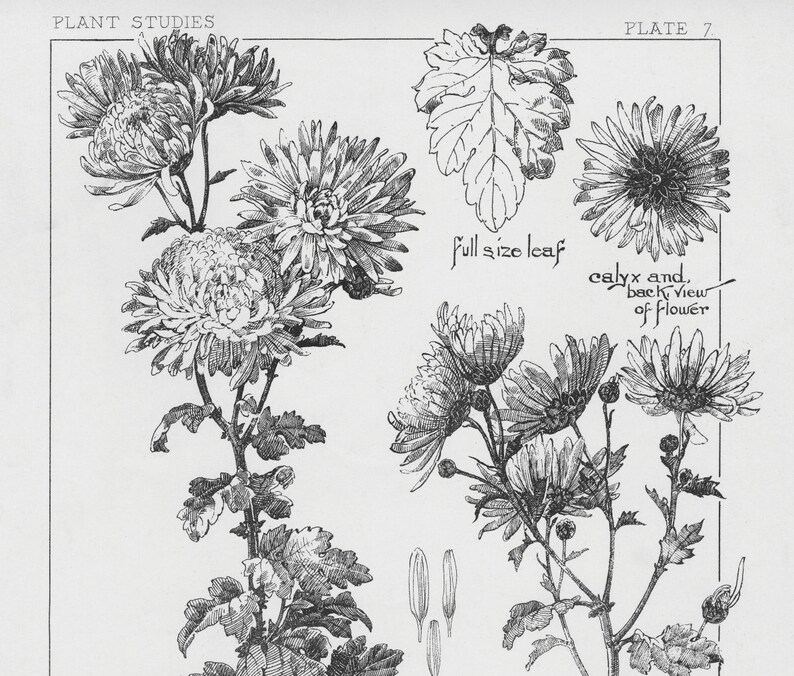 Black & White Botanical Prints Gallery Wall Art Set of 4 - Etsy