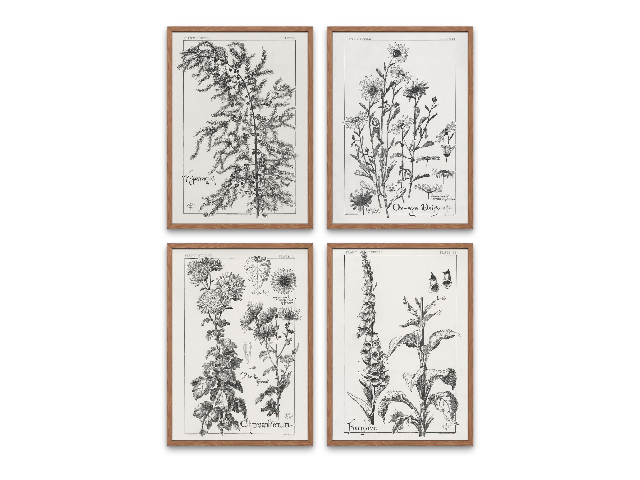 Black & White Botanical Prints Gallery Wall Art Set of 4 - Etsy