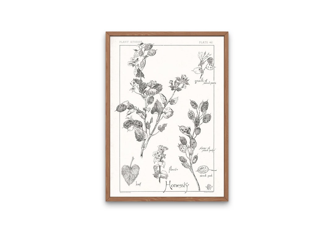 Honesty Flower Line Drawing Print Botany Poster Black & - Etsy