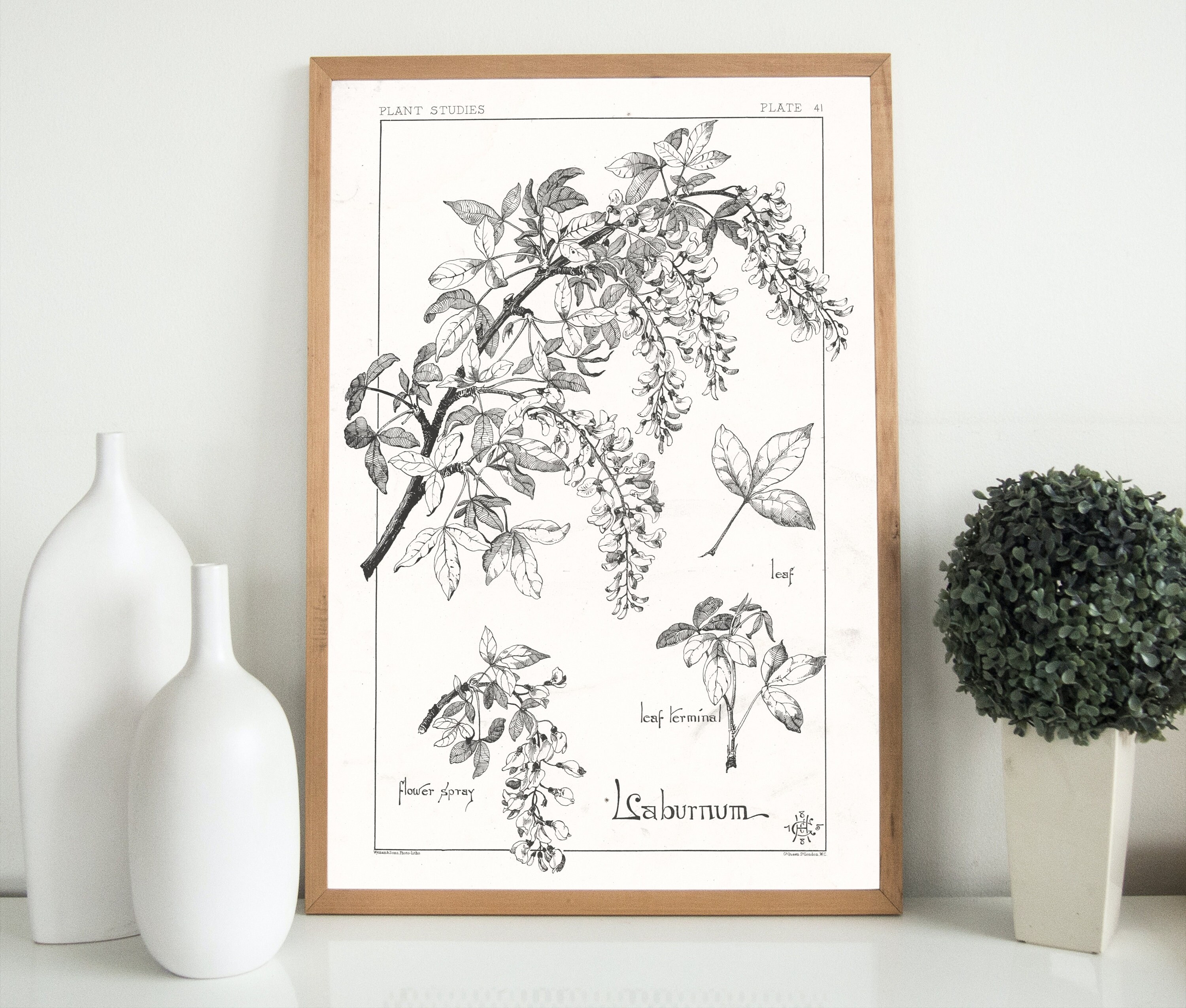 Laburnum Flower, Vintage Botanical Art Print, Golden Chain Tree Flower ...